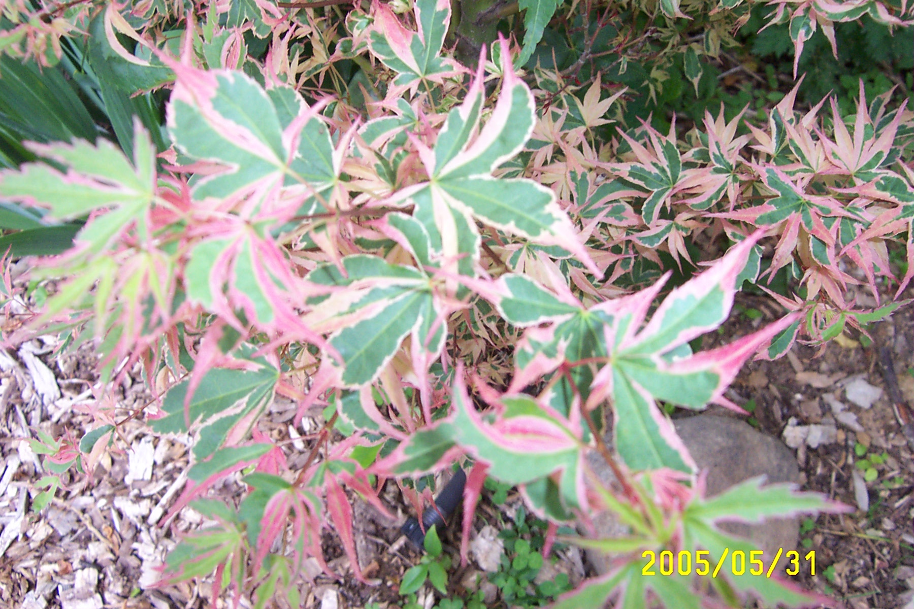 Acer palmatum ‘Beni Shichihenge’ | Kiefer Nursery: Trees, Shrubs ...