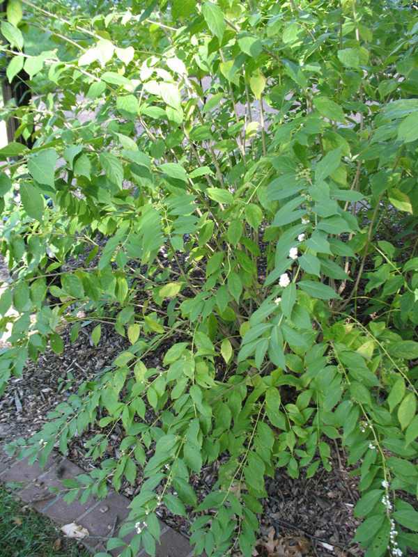 Callicarpa dichotoma ‘Albifructus’ | Kiefer Nursery: Trees, Shrubs ...
