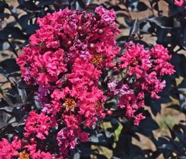 Lagerstroemia ‘PILAG-V’ (Midnight Magic™) | Kiefer Nursery: Trees ...