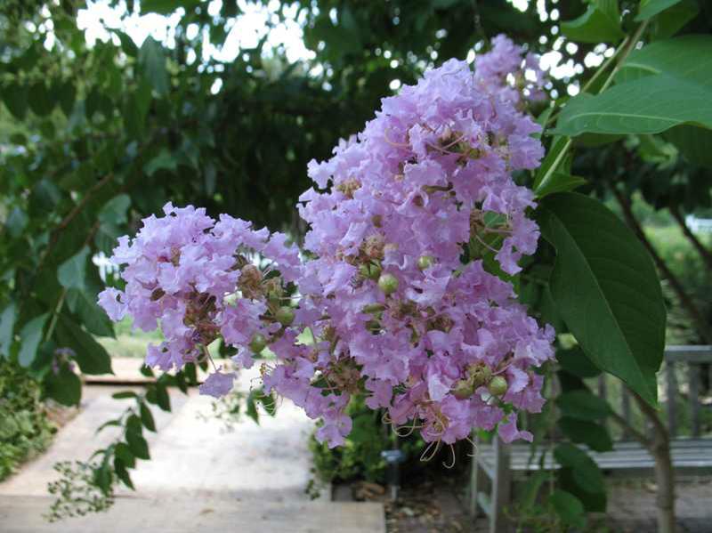 Lagerstroemia indica ‘Muskogee’ | Kiefer Nursery: Trees, Shrubs, Perennials