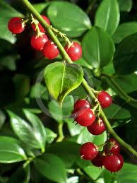 Sarcococca ruscifolia | Kiefer Nursery: Trees, Shrubs, Perennials