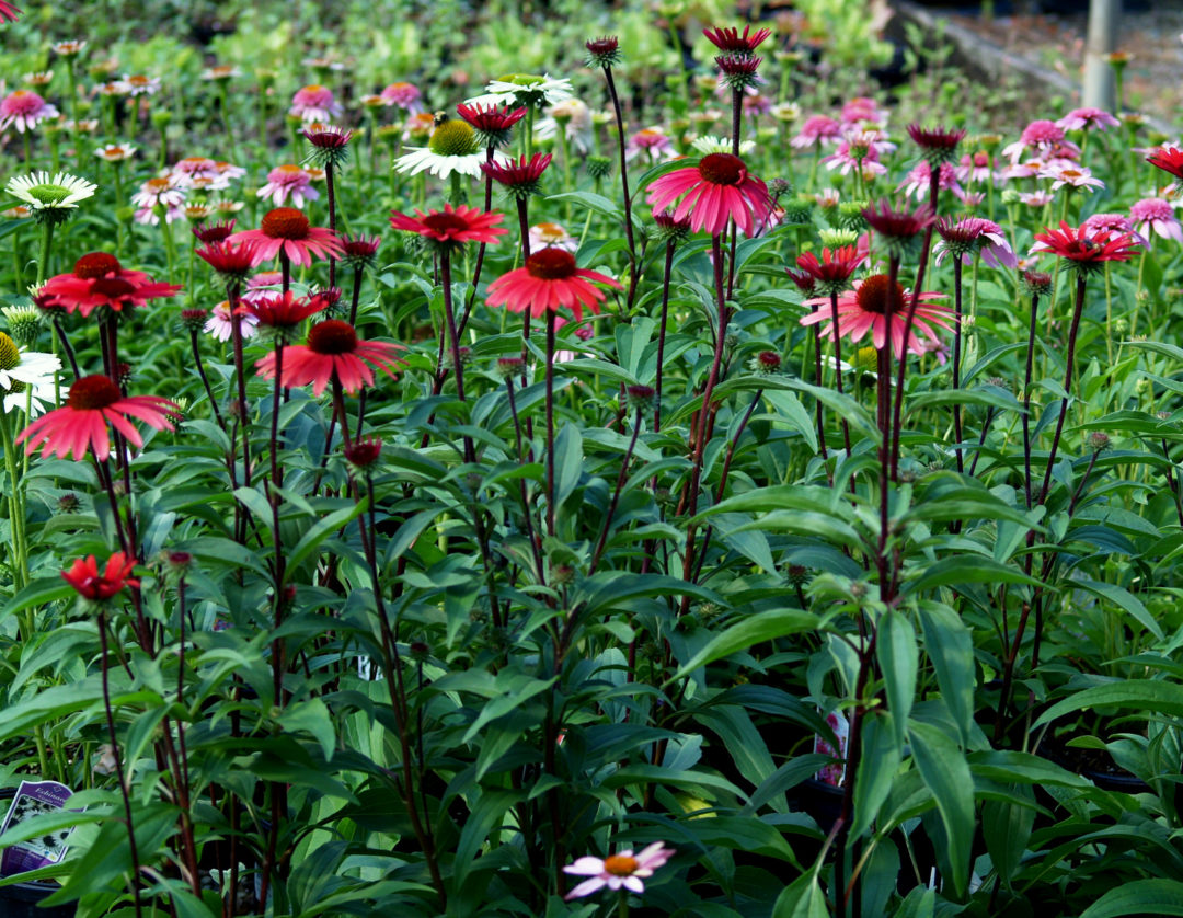 Echinacea 'Solar Flare' PP22133 - Kiefer Nursery: Trees, Shrubs, Perennials