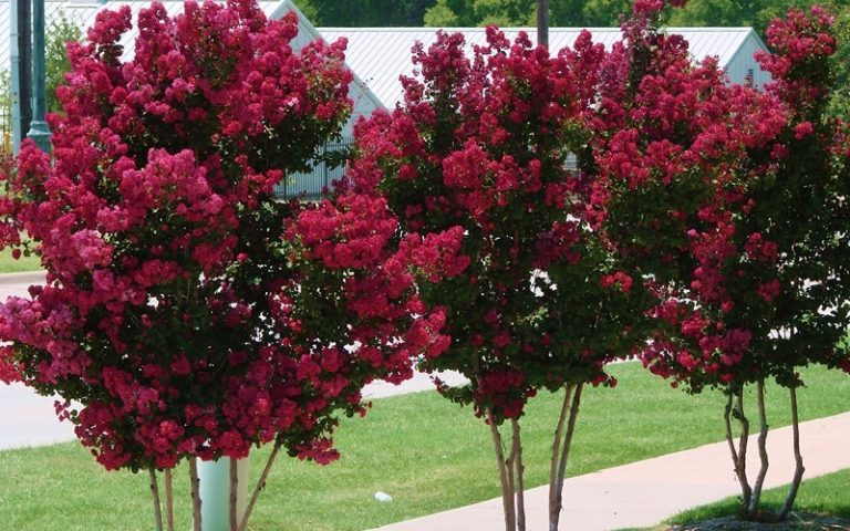 Lagerstroemia 'Centennial Spirit' - Kiefer Nursery: Trees, Shrubs ...