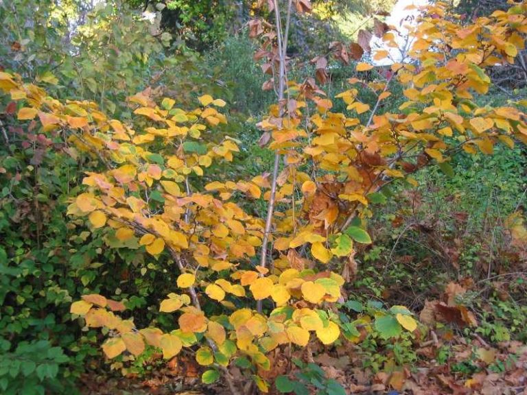 Hamamelis x intermedia 'Primavera' - Kiefer Nursery: Trees, Shrubs ...