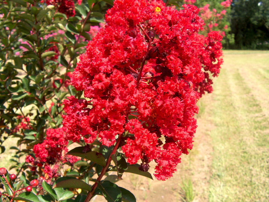 Lagerstroemia indica ‘Whit IV’ (Red Rocket) | Kiefer Nursery: Trees ...