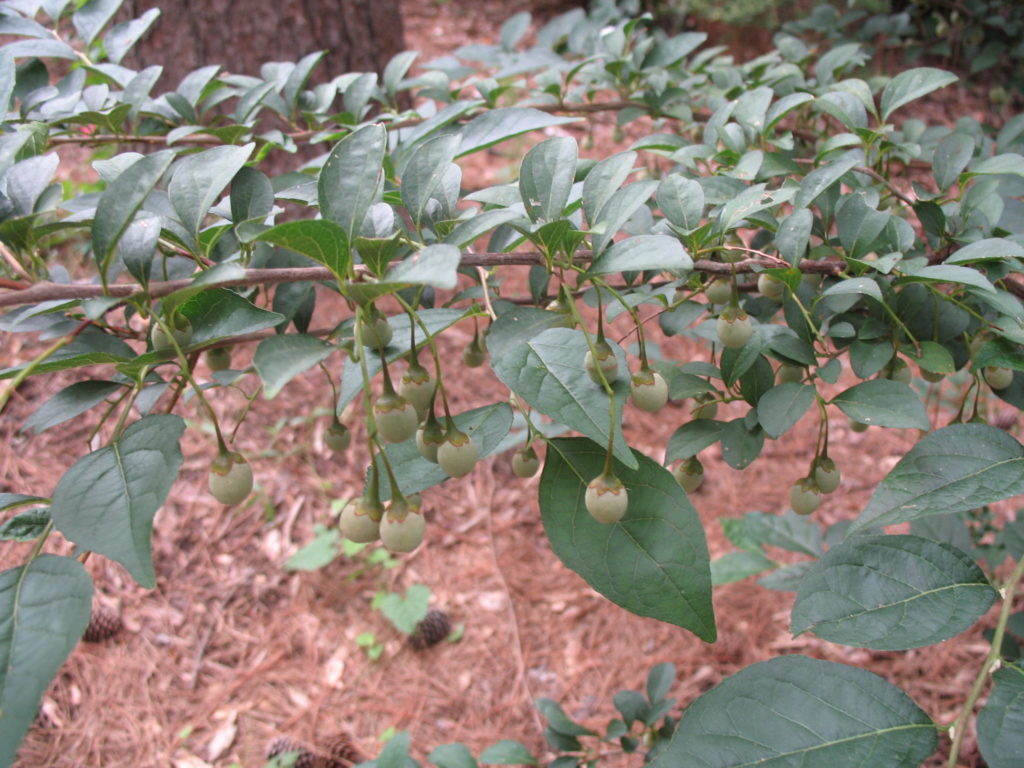 Styrax japonicus ‘Pendula’ | Kiefer Nursery: Trees, Shrubs, Perennials