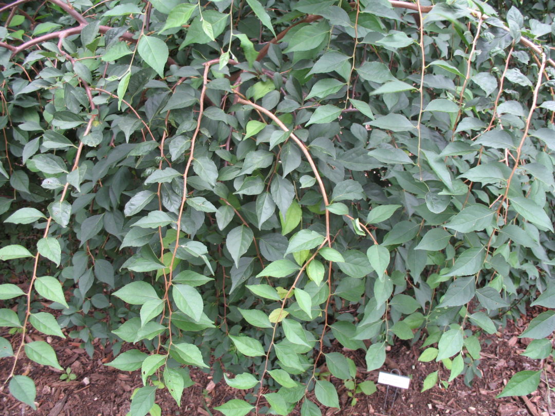 Styrax japonicus 'Pendula' - Kiefer Nursery: Trees, Shrubs, Perennials