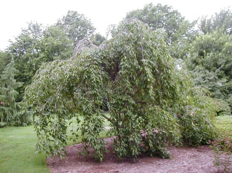 Prunus pendula ‘Pendula-rosea’ | Kiefer Nursery: Trees, Shrubs, Perennials