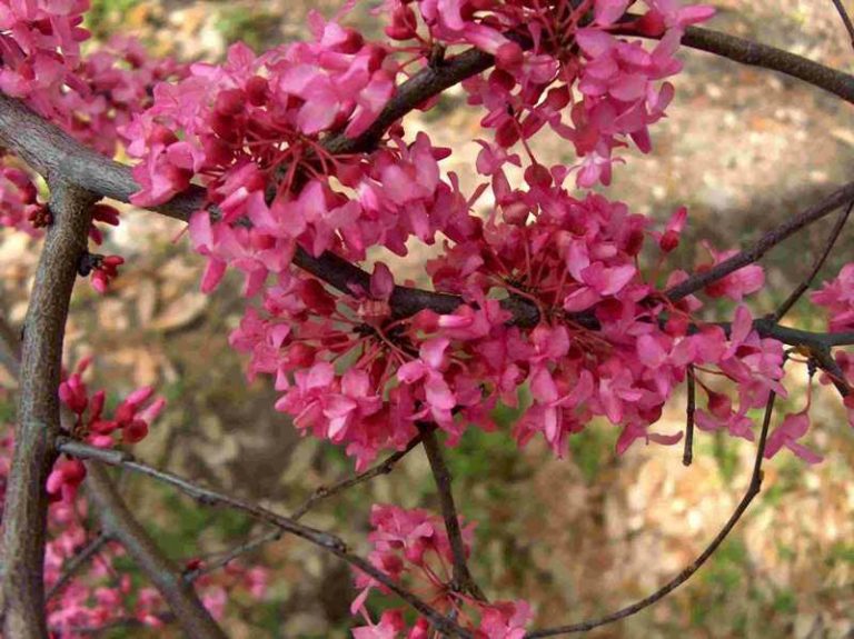 Cercis canadensis var. texensis 'Oklahoma' - Kiefer Nursery: Trees ...