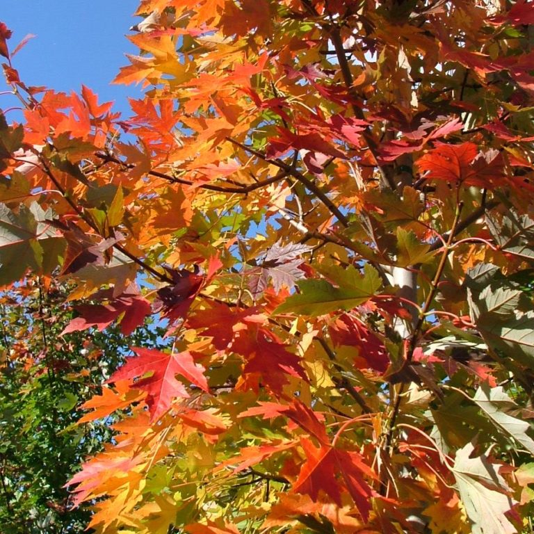 Penstemon ‘Blackbeard’ | Kiefer Nursery: Trees, Shrubs, Perennials