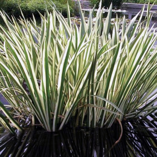 Acorus gramineus 'Variegatus' - Kiefer Nursery: Trees, Shrubs, Perennials