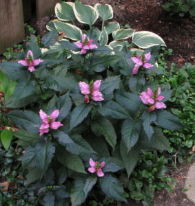 Chelone lyonii ‘Hot Lips’ | Kiefer Nursery: Trees, Shrubs, Perennials