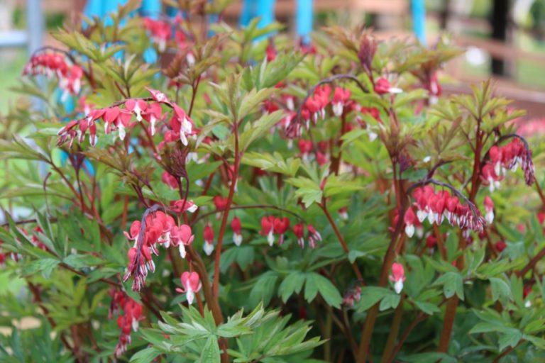 Dicentra spectabilis 'Valentine' PPAF - Kiefer Nursery: Trees, Shrubs ...