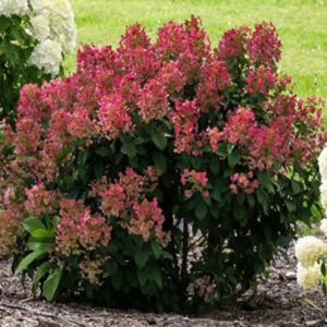 Hydrangea paniculata Quick Fire® - Kiefer Nursery: Trees, Shrubs ...