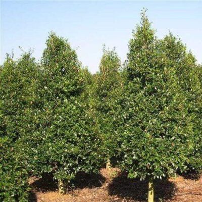 Ilex X attenuata 'Fosteri' - Kiefer Nursery: Trees, Shrubs, Perennials
