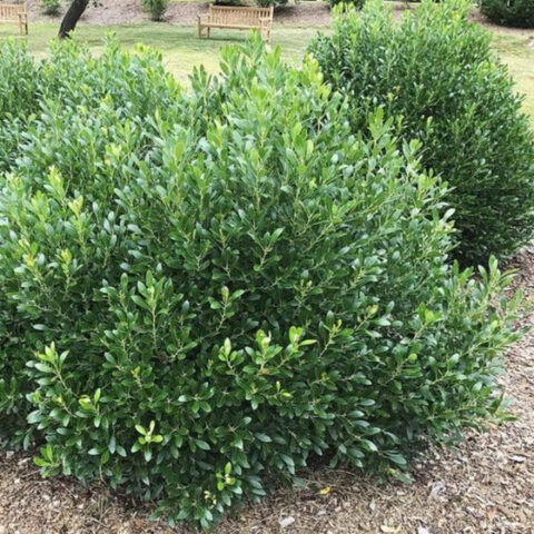 Ilex glabra 'Shamrock' - Kiefer Nursery: Trees, Shrubs, Perennials