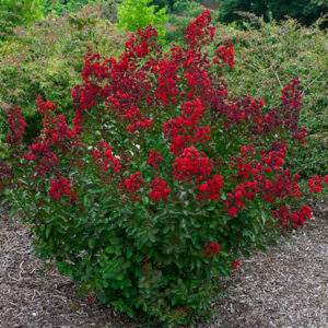 Lagerstroemia 'Enduring Summer™' Red - Kiefer Nursery: Trees, Shrubs ...