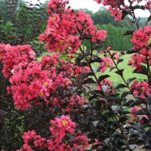 Lagerstroemia 'PILAG-V' (Midnight Magic™) - Kiefer Nursery: Trees ...