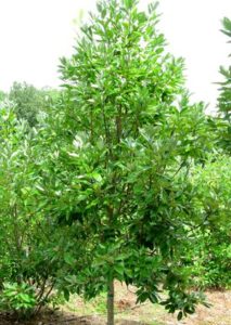 Magnolia virginiana ‘Jim Wilson’ MOONGLOW | Kiefer Nursery: Trees ...