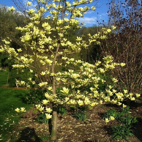Magnolia x brooklynensis, ‘Yellow Bird’ | Kiefer Nursery: Trees, Shrubs ...