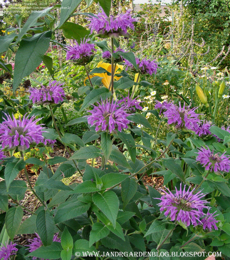 Monarda 'Dark Ponticum' - Kiefer Nursery: Trees, Shrubs, Perennials