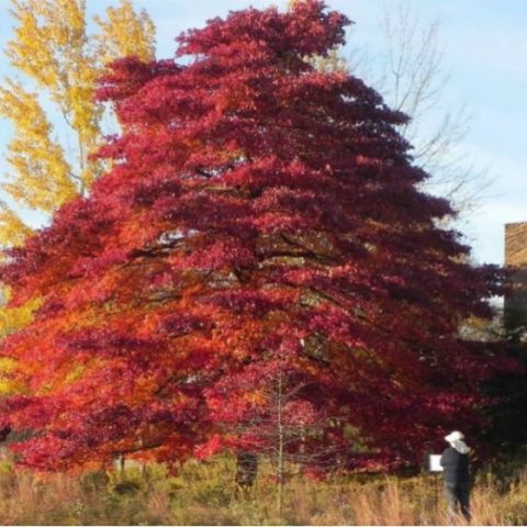 Nyssa sylvatica ‘Wildfire’ | Kiefer Nursery: Trees, Shrubs, Perennials