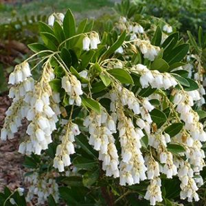 Pieris japonica 'Temple Bells' - Kiefer Nursery: Trees, Shrubs, Perennials
