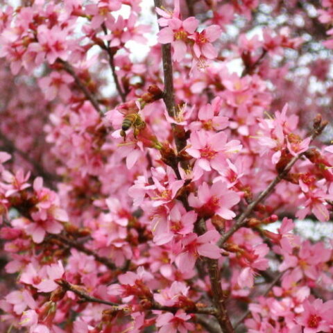 Prunus x 'Okame' - Kiefer Nursery: Trees, Shrubs, Perennials