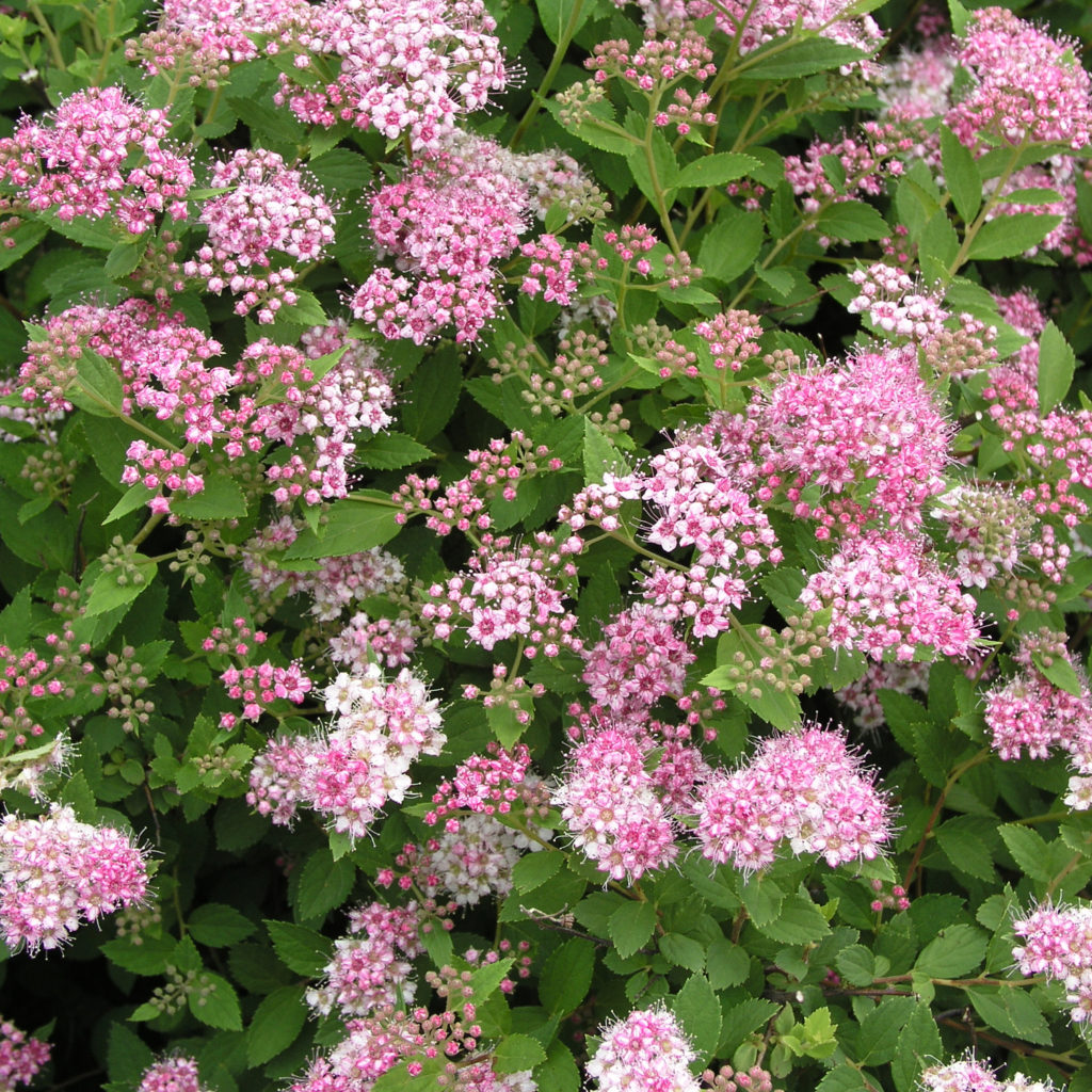 Spiraea japonica ‘Little Princess’ | Kiefer Nursery: Trees, Shrubs ...