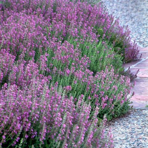 Teucrium chamaedrys - Kiefer Nursery: Trees, Shrubs, Perennials