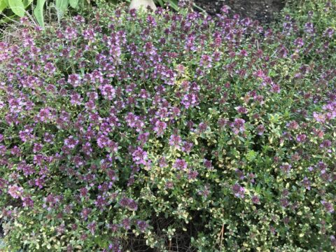 Thymus x citriodorus 'Doone Valley' - Kiefer Nursery: Trees, Shrubs ...