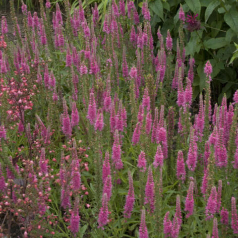 Veronica spicata 'Rotfuchs' Red Fox - Kiefer Nursery: Trees, Shrubs ...