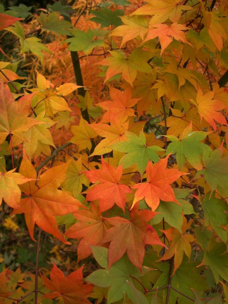 Acer palmatum 'Orange Flame' - Kiefer Nursery: Trees, Shrubs, Perennials
