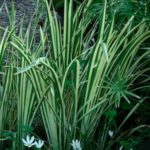 Acorus gramineus ‘Variegatus’ | Kiefer Nursery: Trees, Shrubs, Perennials