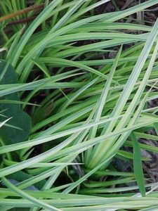 Acorus gramineus ‘Variegatus’ | Kiefer Nursery: Trees, Shrubs, Perennials