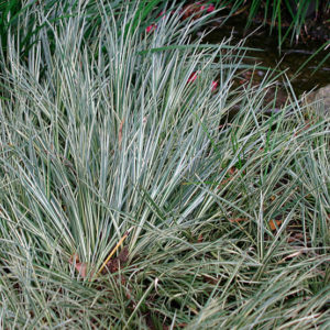 Acorus gramineus 'Variegatus' - Kiefer Nursery: Trees, Shrubs, Perennials