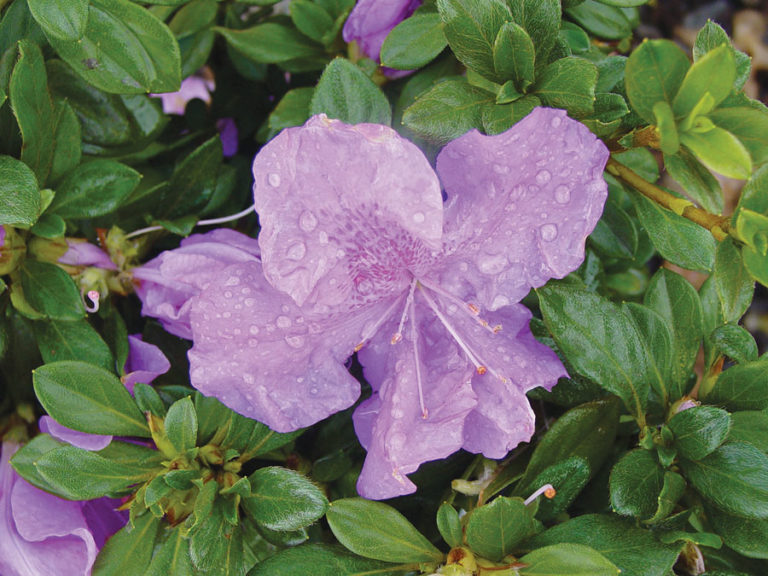 Azalea 'Robles' Encore® Autumn Lilac® - Kiefer Nursery: Trees, Shrubs ...
