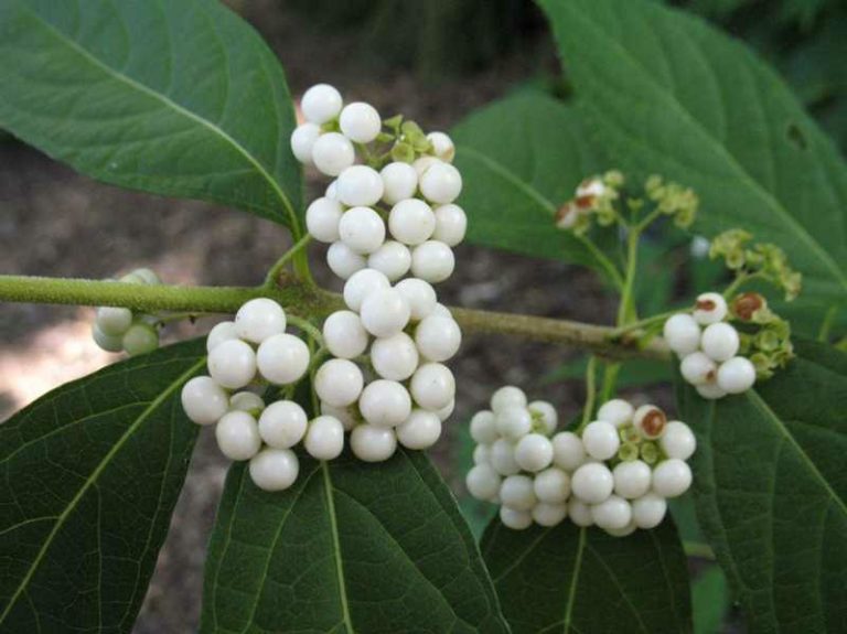 Callicarpa dichotoma 'Albifructus' - Kiefer Nursery: Trees, Shrubs ...