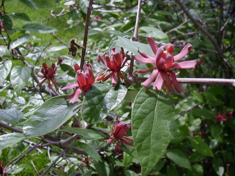 Calycanthus floridus - Kiefer Nursery: Trees, Shrubs, Perennials