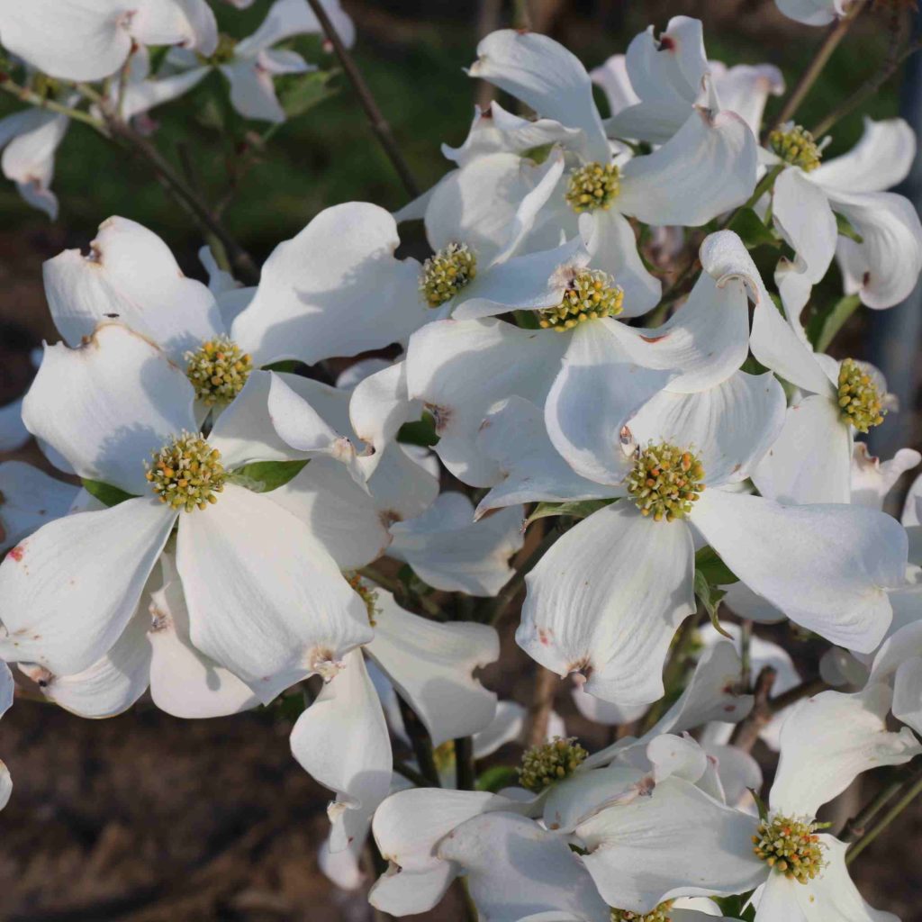 Cornus florida 'Appalachian Mist' - Kiefer Nursery: Trees, Shrubs ...