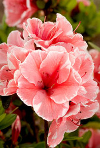 Azalea 'Roblet' Encore® Autumn Sunburst® - Kiefer Nursery: Trees ...