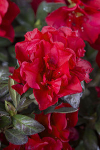 Azalea 'Roblez' Encore® Autumn Fire® - Kiefer Nursery: Trees, Shrubs ...
