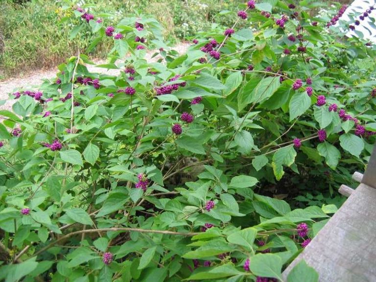 Callicarpa americana | Kiefer Nursery: Trees, Shrubs, Perennials