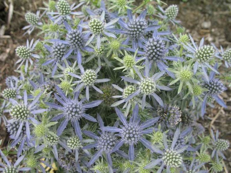 Eryngium planum ‘Blue Hobbit’ | Kiefer Nursery: Trees, Shrubs, Perennials