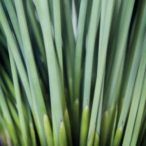 Juncus inflexus ‘Blue Arrows’ | Kiefer Nursery: Trees, Shrubs, Perennials