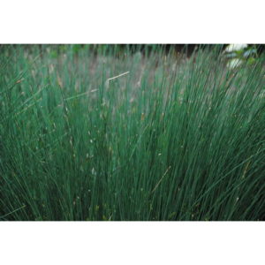 Juncus inflexus 'Blue Arrows' - Kiefer Nursery: Trees, Shrubs, Perennials