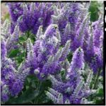 Veronica x hybrida ‘Blue Bomb’ | Kiefer Nursery: Trees, Shrubs, Perennials