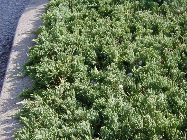 Juniperus horizontalis 'Wiltonii' Blue Rug - Kiefer Nursery: Trees ...