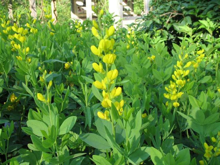 Baptisia sphaerocarpa ‘Screamin’ Yellow’ | Kiefer Nursery: Trees ...