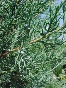 Juniperus virginiana 'Burkii' - Kiefer Nursery: Trees, Shrubs, Perennials